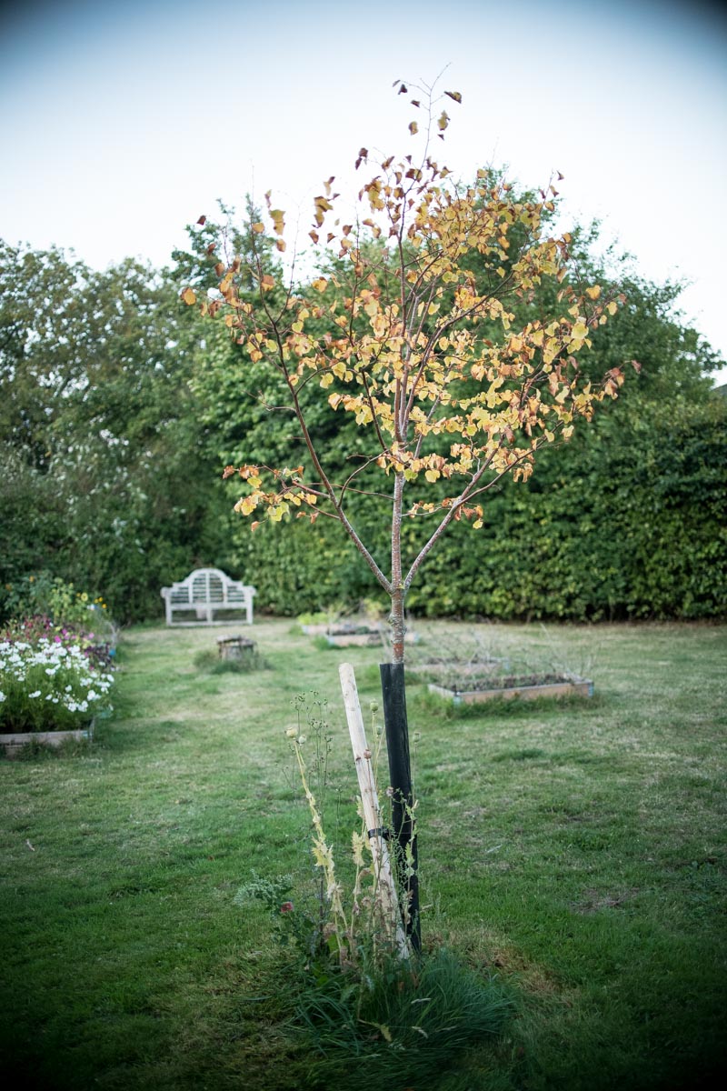 A Tree called Tilly – The Quiet Meal