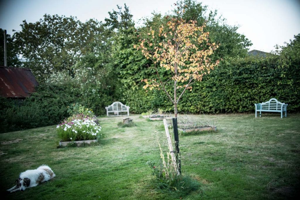 A Tree called Tilly – The Quiet Meal