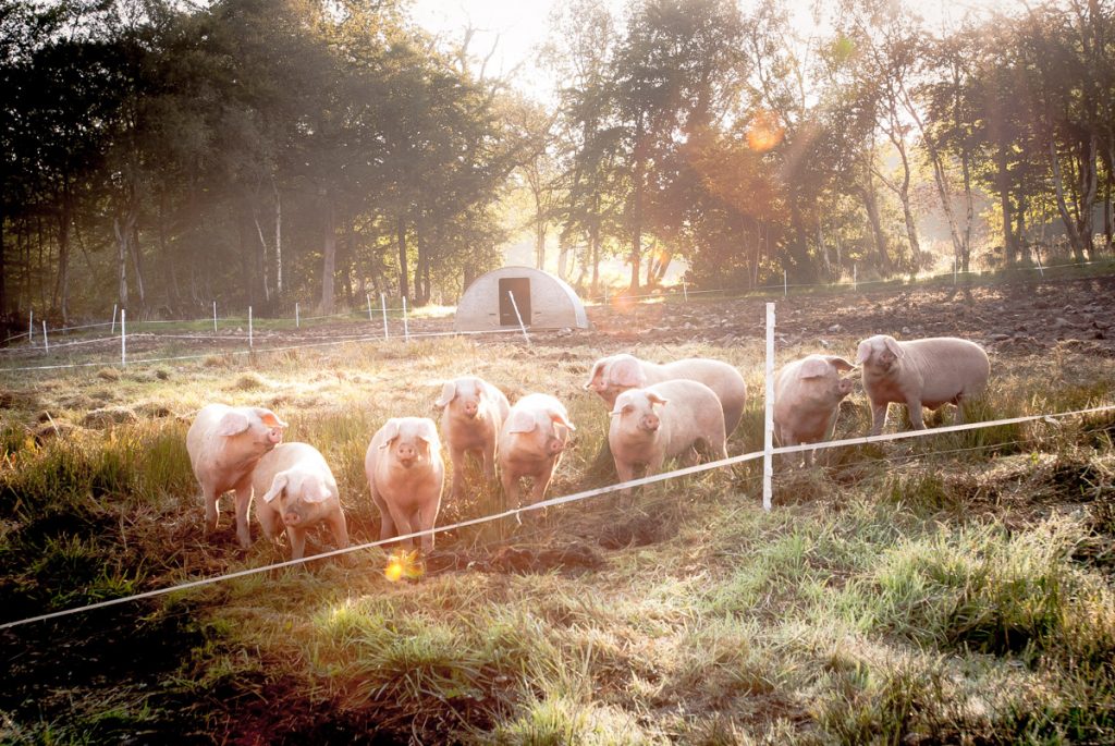 For the love of a Lop – Part 1 – The Quiet Meal