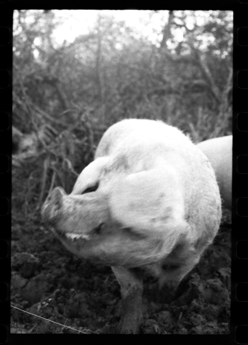 For the love of a Lop – Part 1 – The Quiet Meal